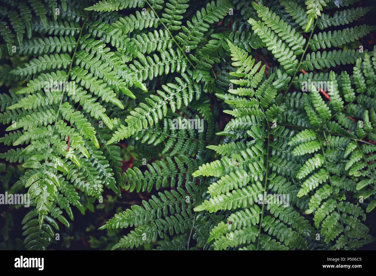 Wet fern bush hi-res stock photography and images - Alamy