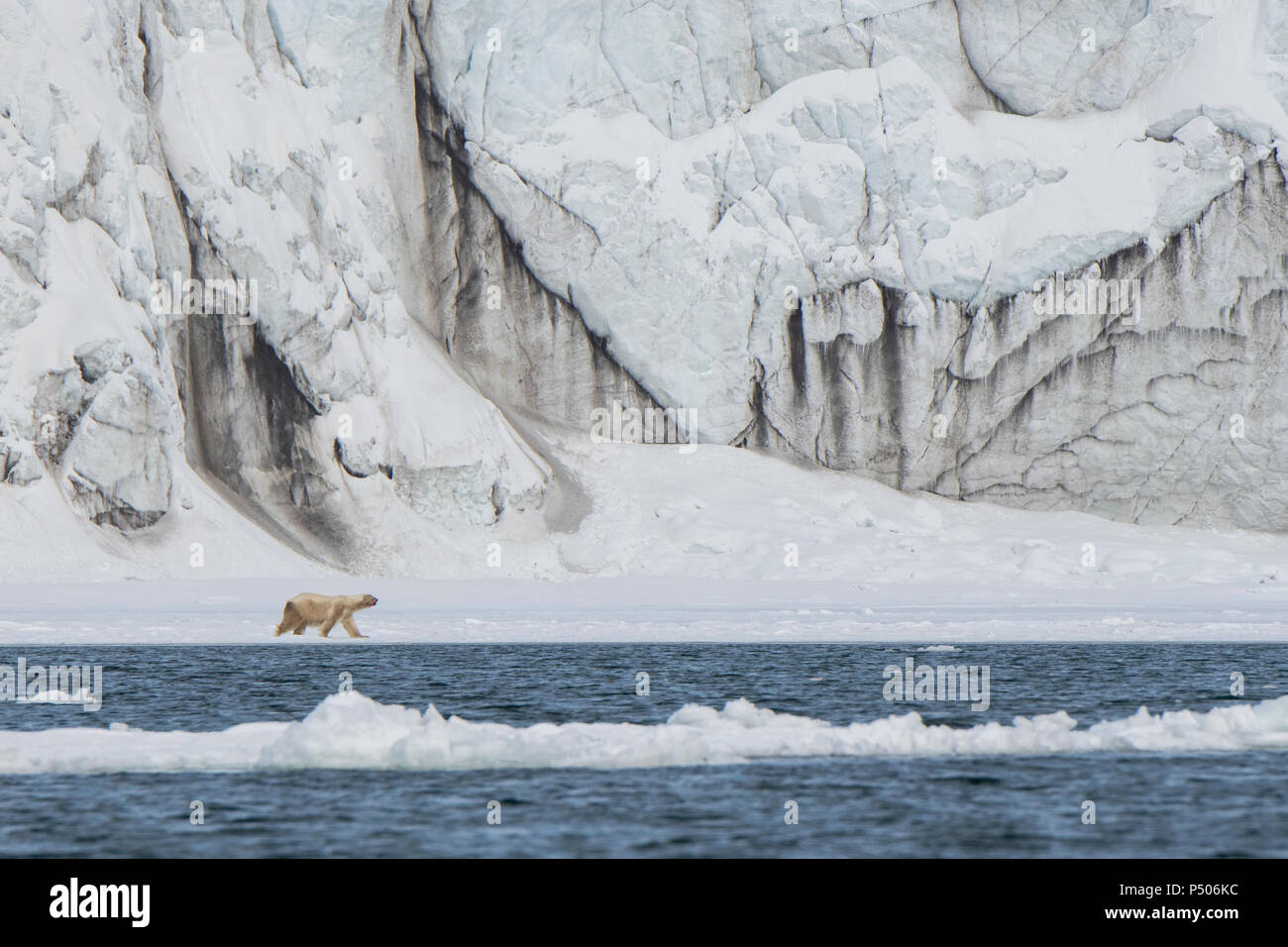 Svalbard polar bear east hi-res stock photography and images - Alamy