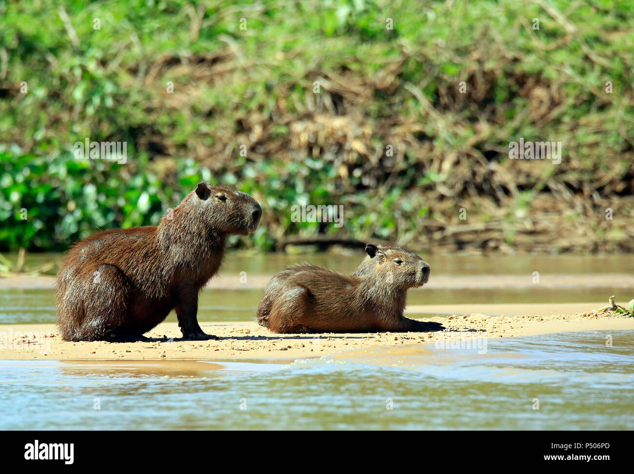 Two Capybaras on River Bank. Pantanal, Brazil Stock Photo - Alamy