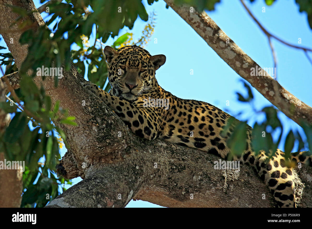 Jaguar in tree hi-res stock photography and images - Alamy