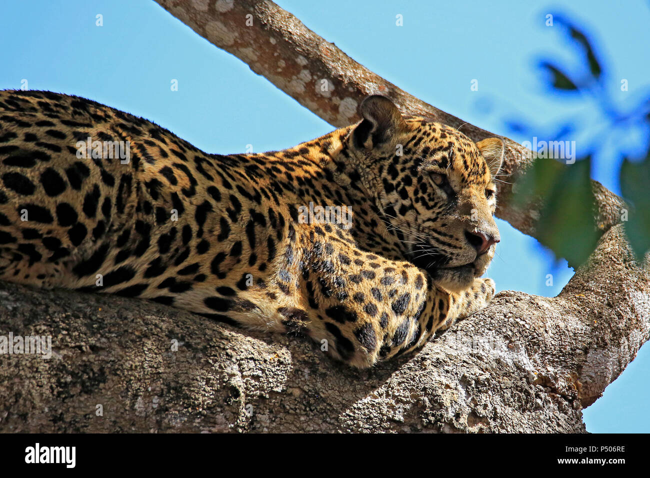 Jaguar in tree hi-res stock photography and images - Alamy