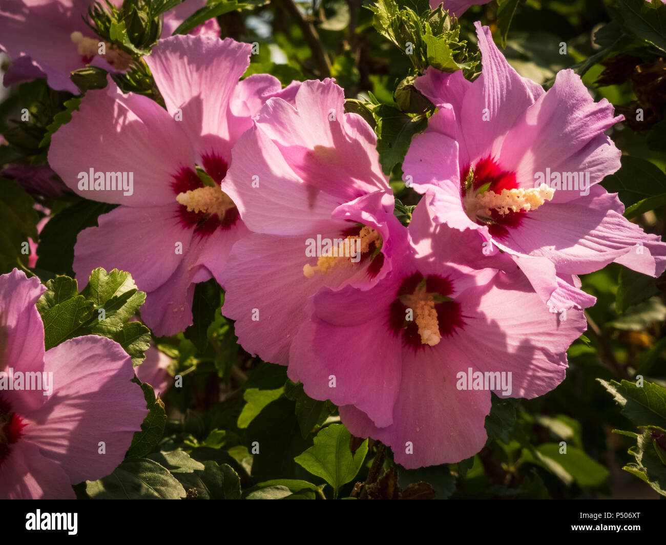 Hibiscus rosa-sinensis. Pink Chinese Rose mallow flower heads Stock ...