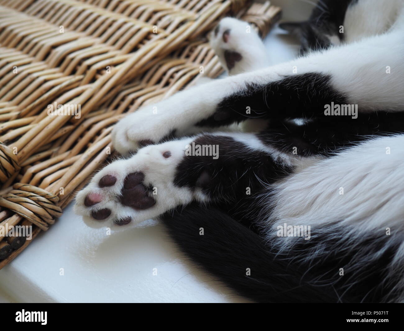 Fuzzy paws hi-res stock photography and images - Alamy