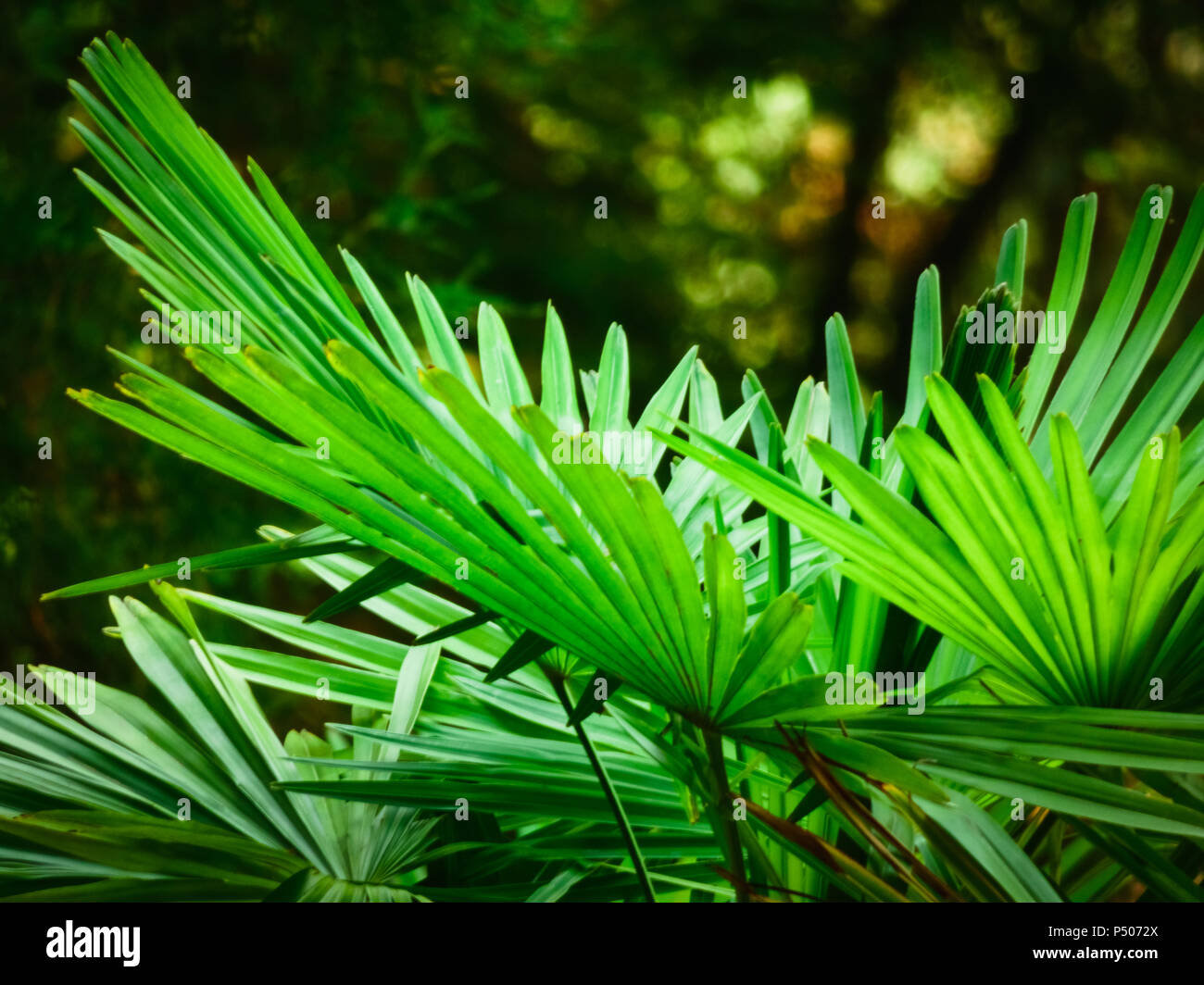 Green palm tree in hi-res stock photography and images - Alamy