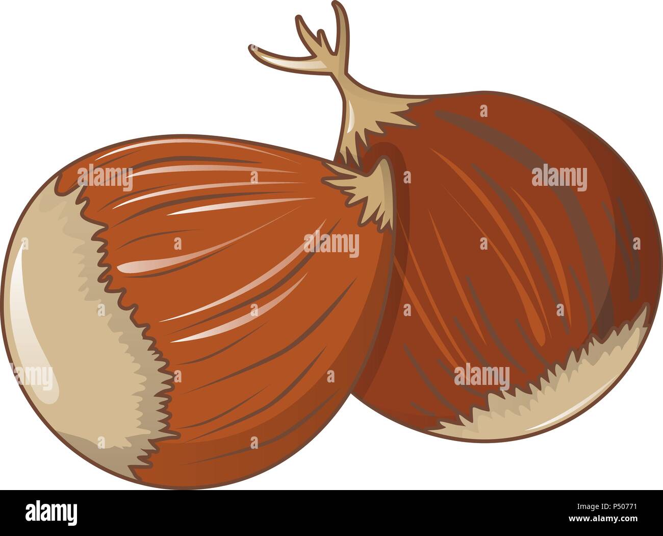 Fruit of sweet chestnut tree Stock Vector Images - Alamy
