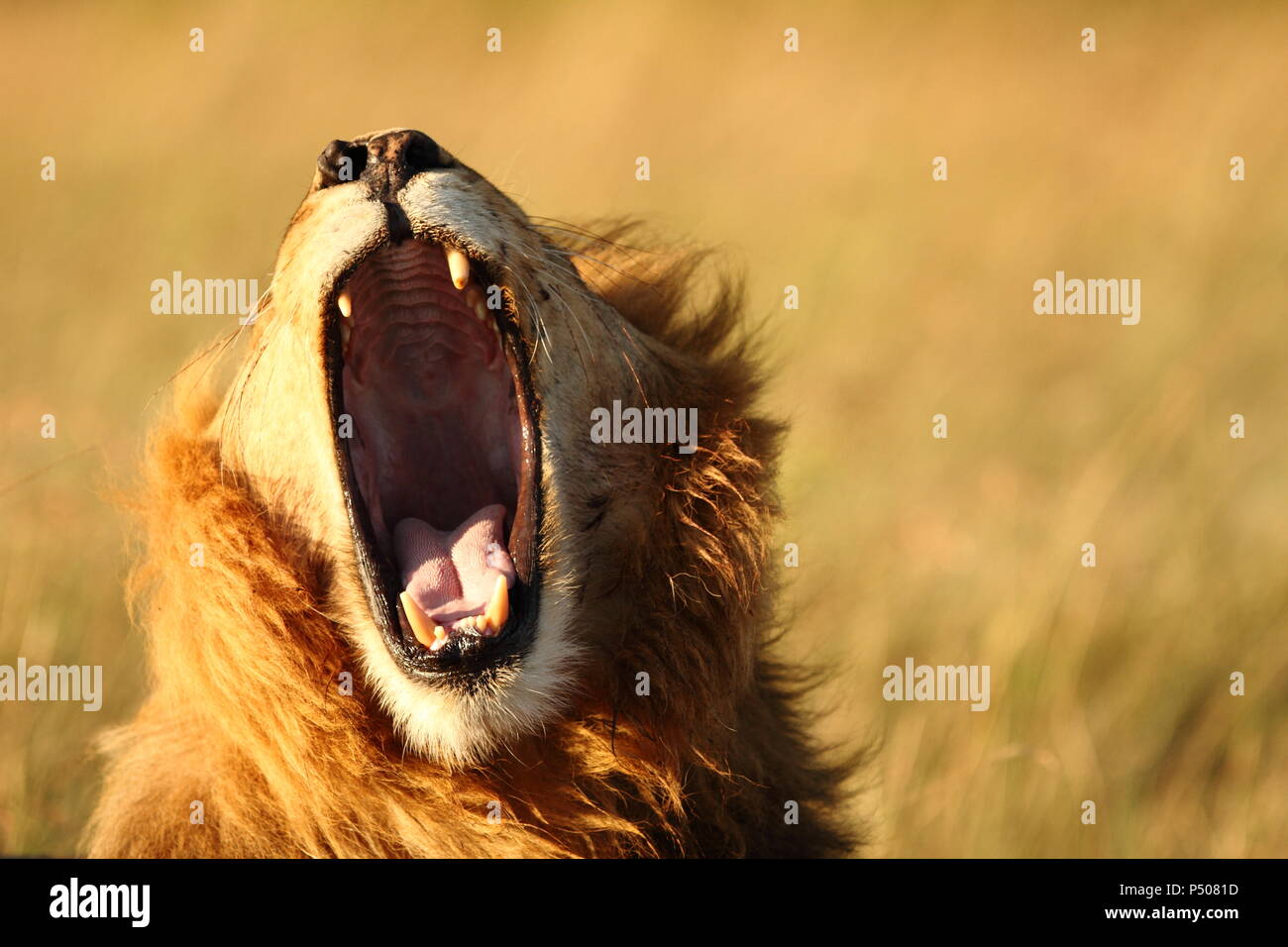 Lion mouth open hi-res stock photography and images - Alamy