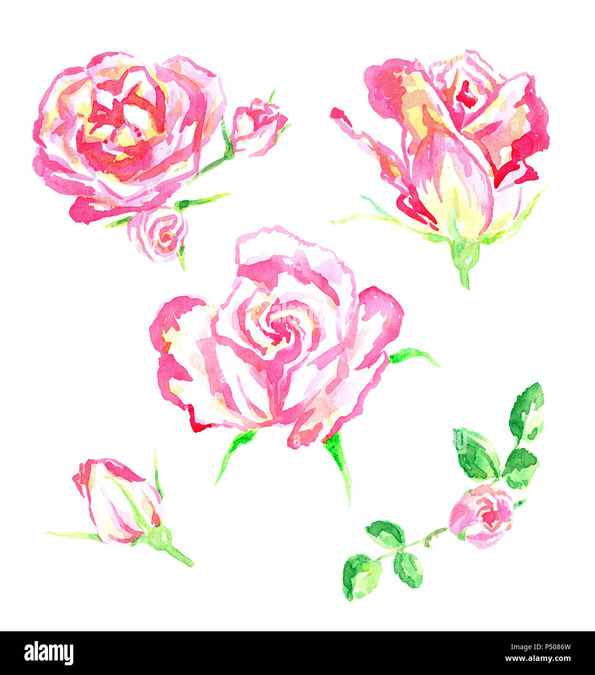 Set flowers of pink roses, isolated hand painted watercolor ...