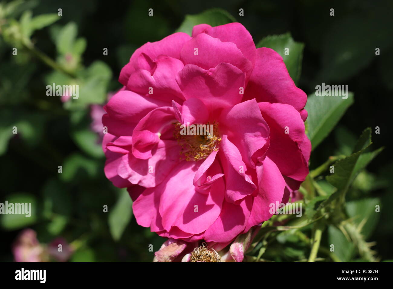 The beauty of nature Stock Photo - Alamy