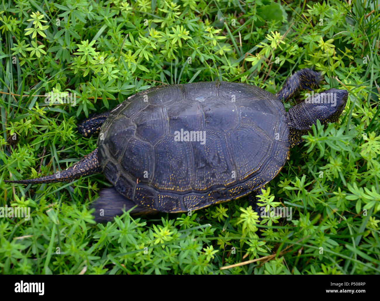 A river tortoise that runs along the grass Stock Photo - Alamy