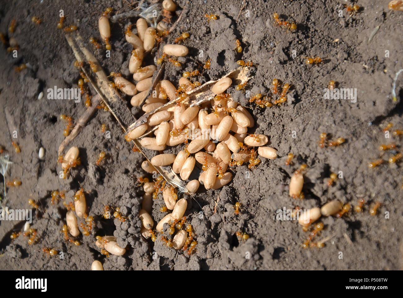 Reproduction Ants High Resolution Stock Photography and Images - Alamy