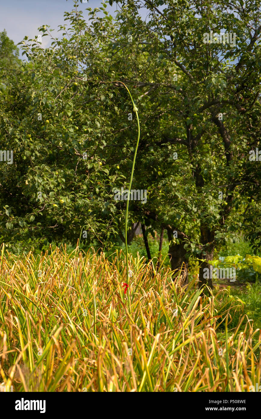 Garlic arrow hi-res stock photography and images - Alamy