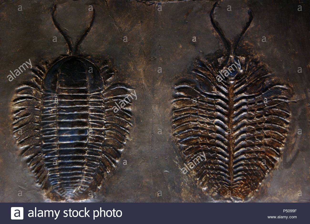 Ordovician Period Stock Photos & Ordovician Period Stock Images - Alamy