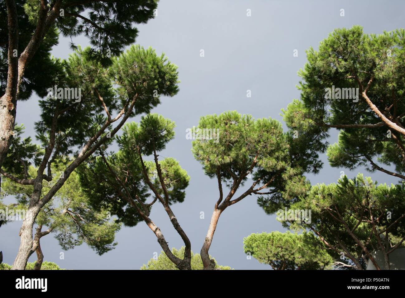 árbol pinus pinea hi-res stock photography and images - Alamy