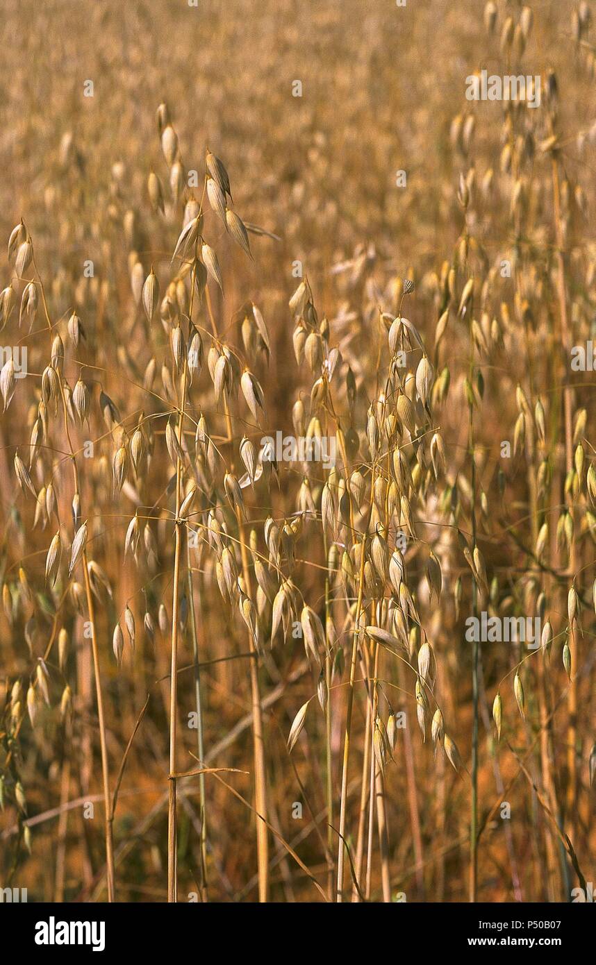 Planta de avena hi-res stock photography and images - Alamy