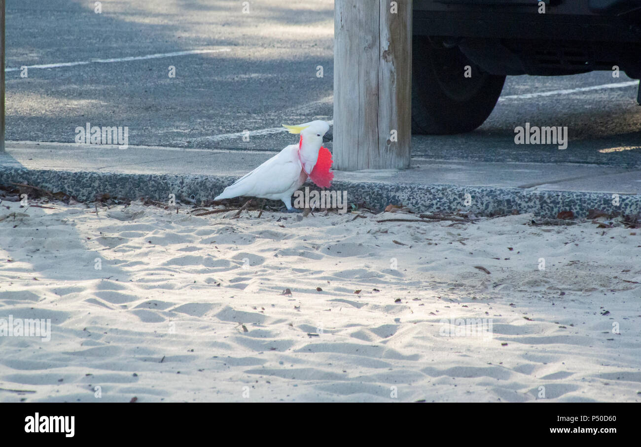 Plastic bird rubbish pollution trapped hi-res stock photography and ...