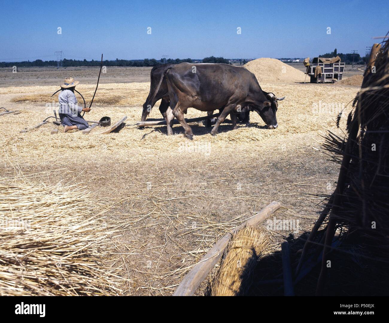 Bueyes trillando en la era. Provincia de León. Castilla-León. España ...