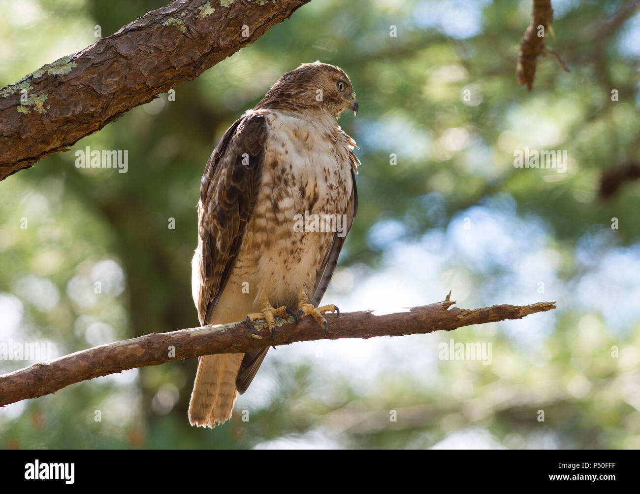 Hawk eyes hi-res stock photography and images - Alamy