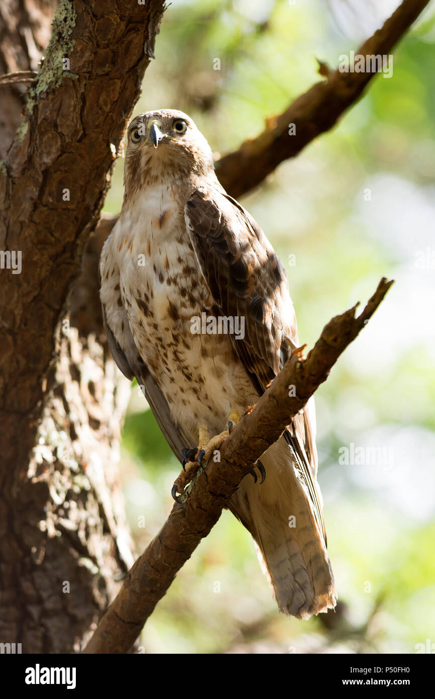 Woodlands red hi-res stock photography and images - Alamy