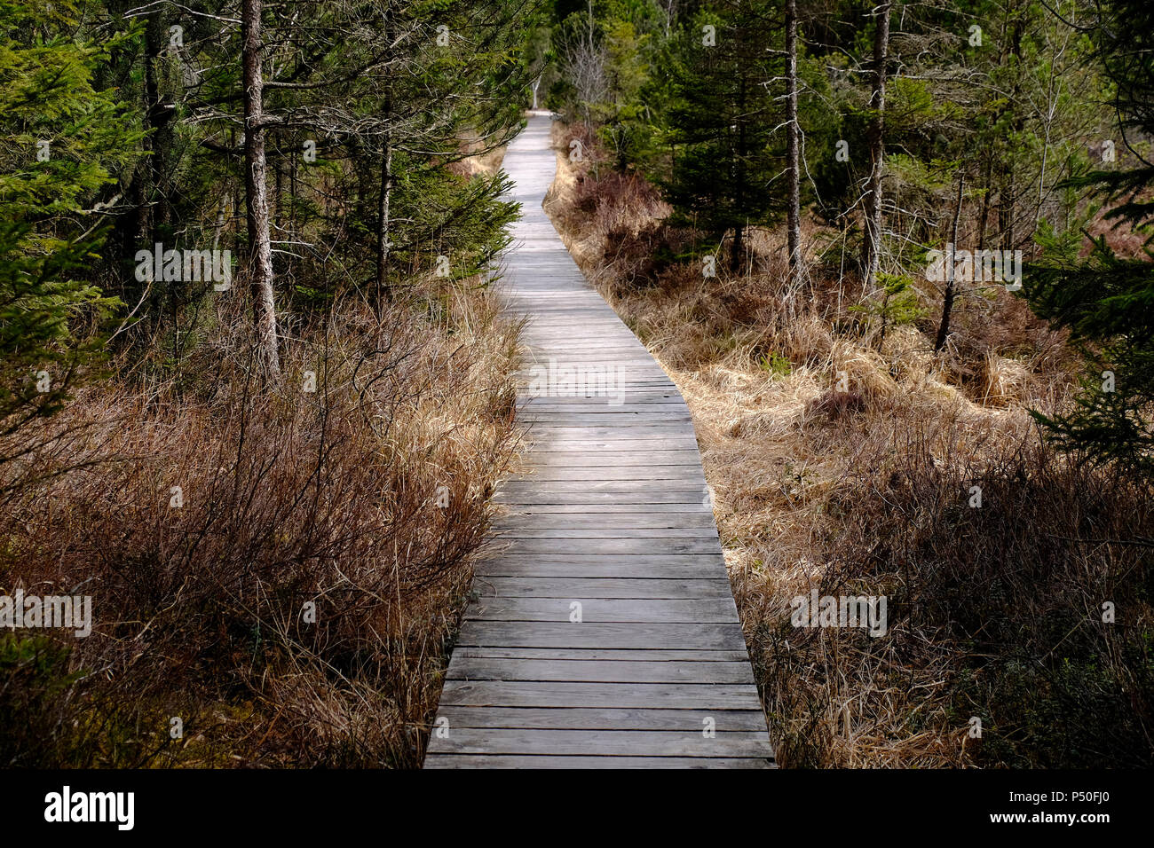 Murnauer Moos bog, Bavaria, Germany Stock Photo - Alamy