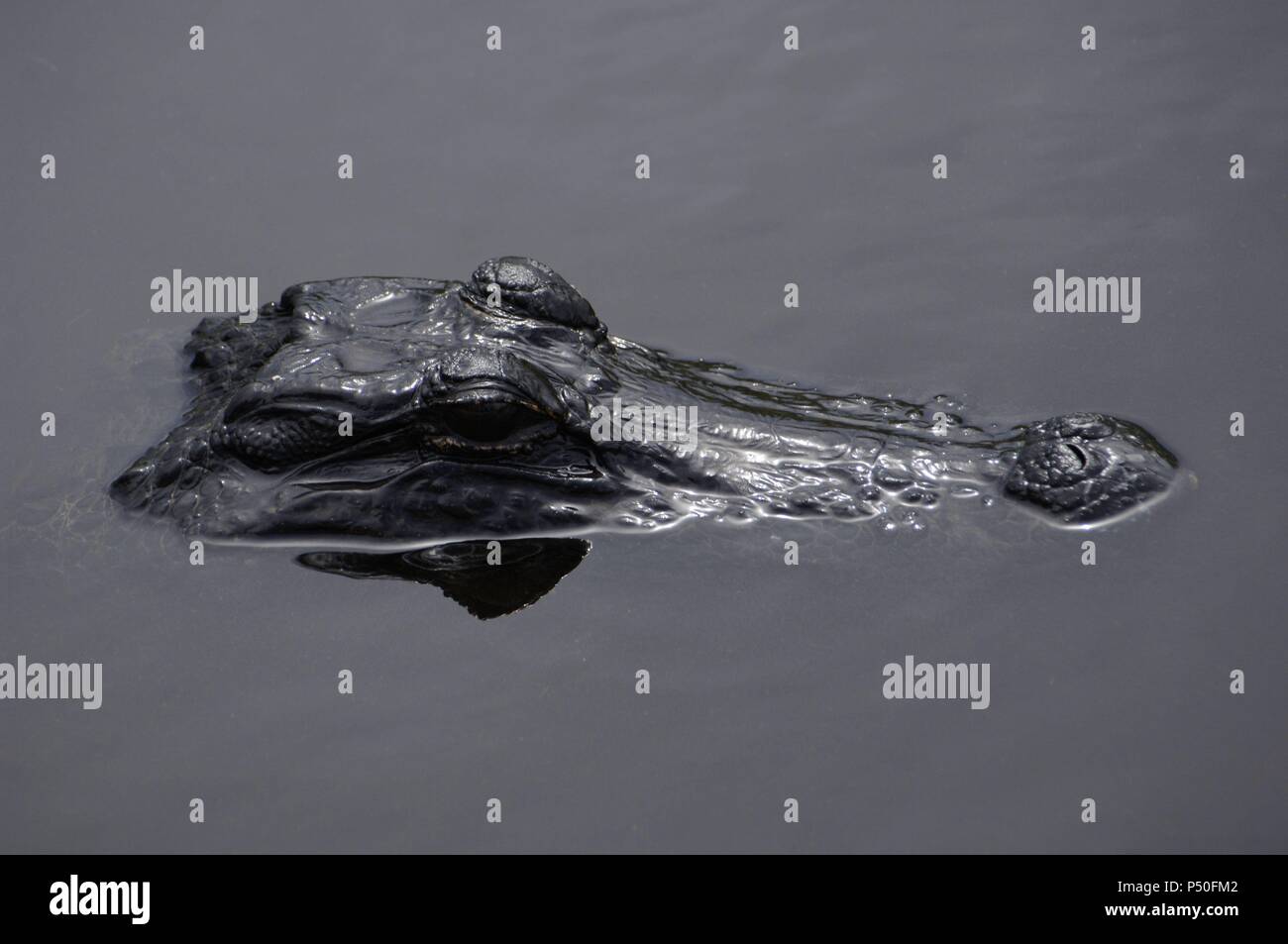 Caiman (alligatorid crocodylians). Everglades National Park. Florida ...