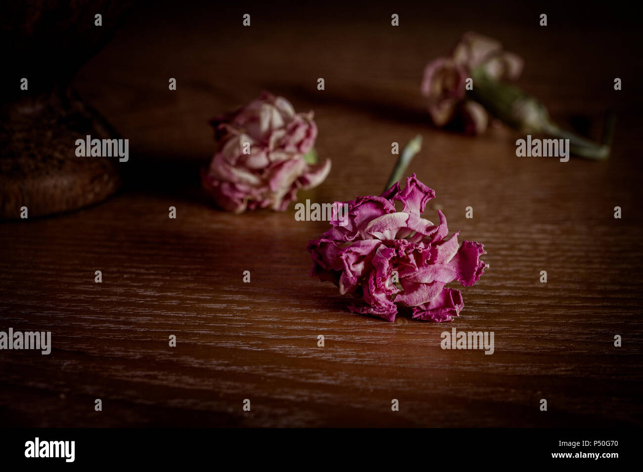 Abstract still life displaying dead, dried, dry pink carnation flowers ...
