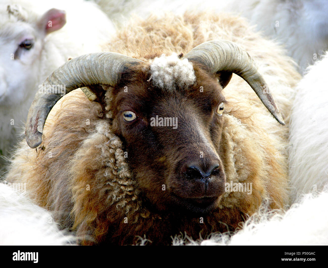 Sheep head iceland hi-res stock photography and images - Alamy