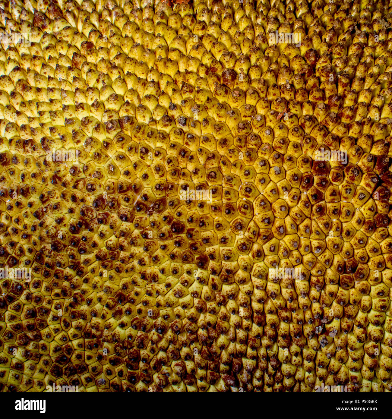 Jackfruit peel - texture or background Stock Photo - Alamy