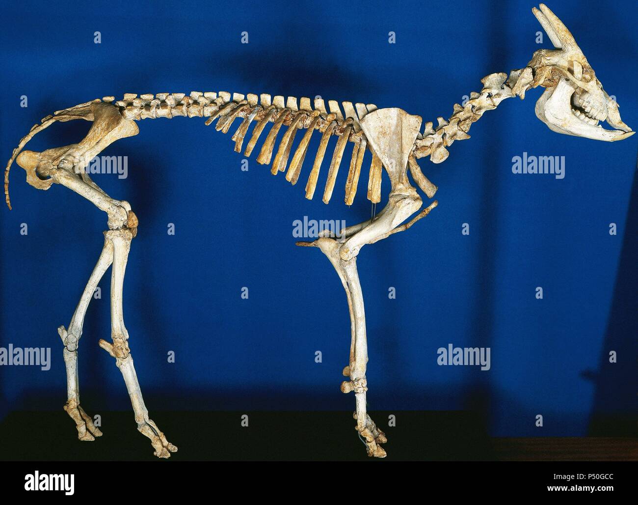 Feeding of the 5000 hi-res stock photography and images - Alamy