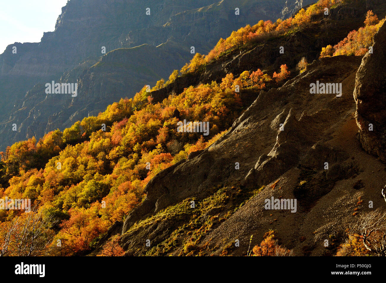 Bosques chile hi-res stock photography and images - Alamy