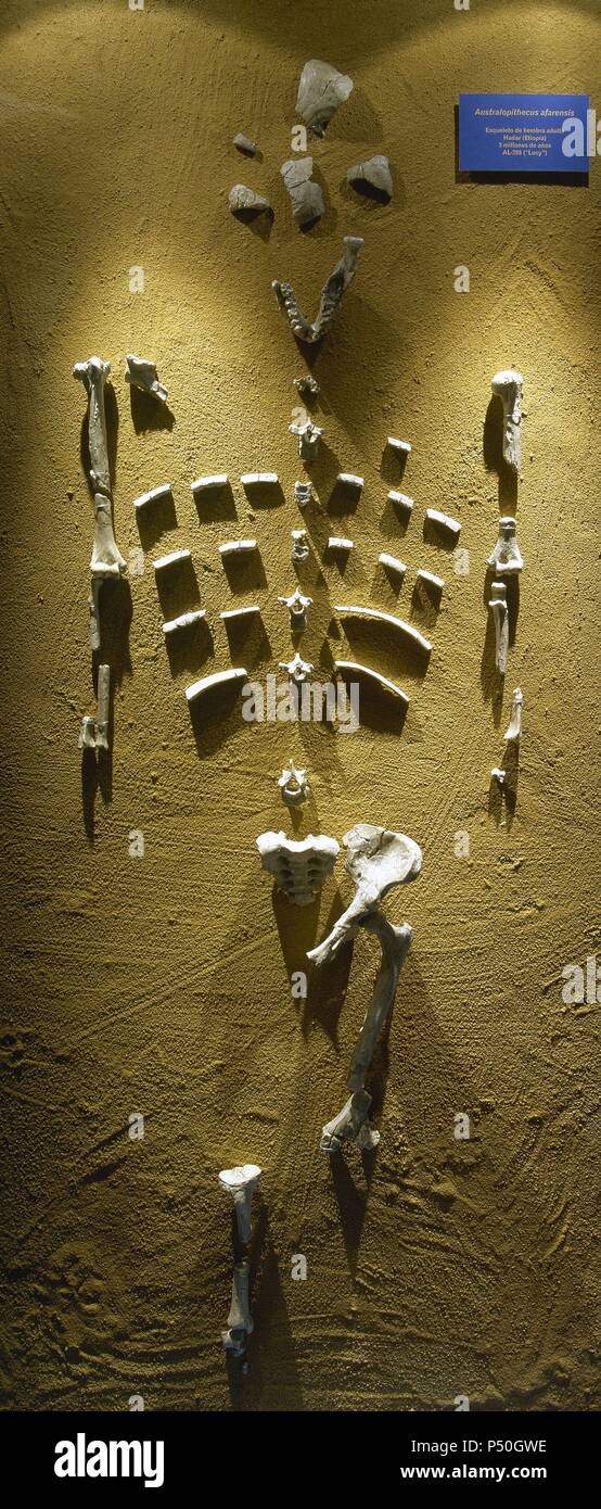 Lucy skeleton hi-res stock photography and images - Alamy