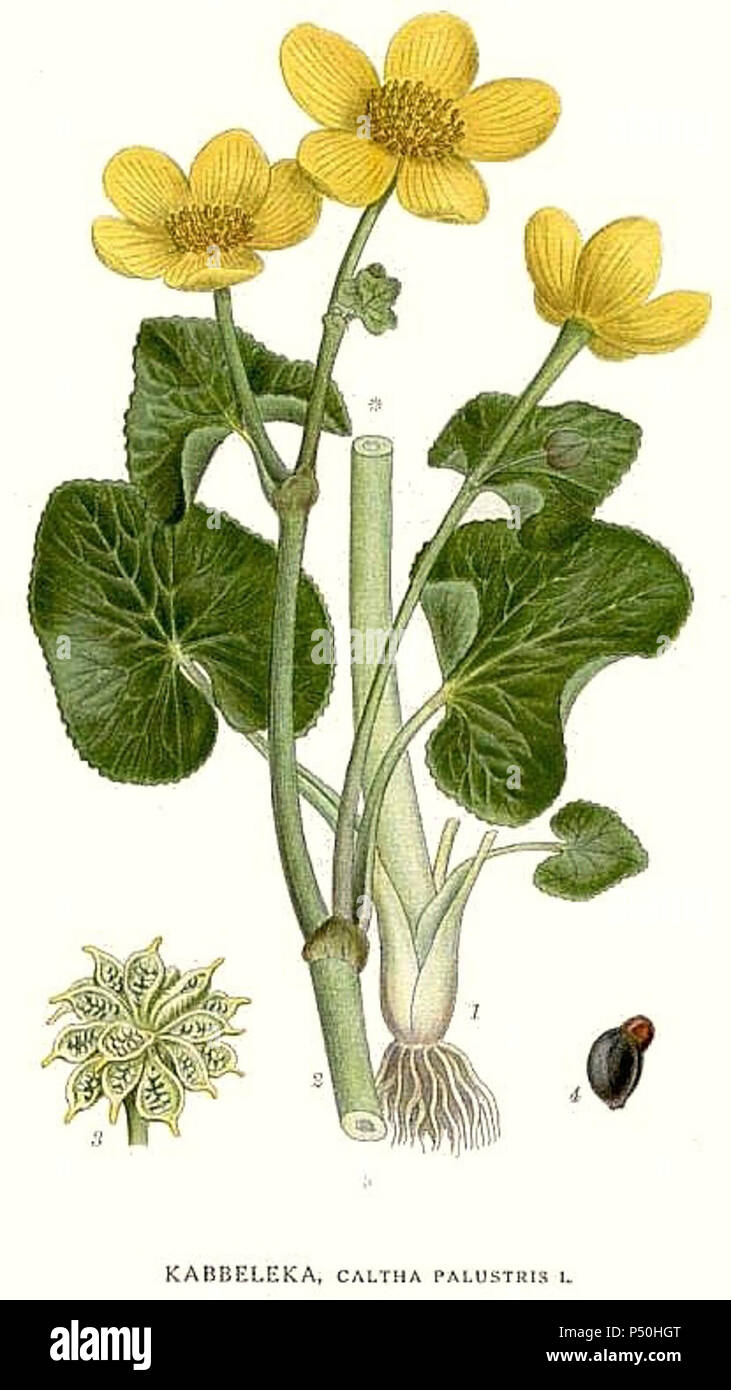 Vintage caltha palustris hi-res stock photography and images - Alamy
