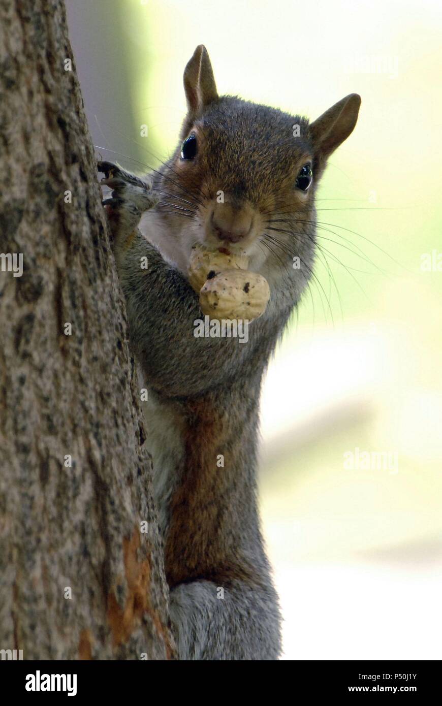 Squirrel. Philadelphia. Pennsylvania. USA Stock Photo - Alamy
