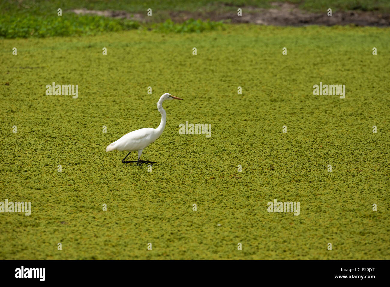 Common large wading birds hi-res stock photography and images - Alamy
