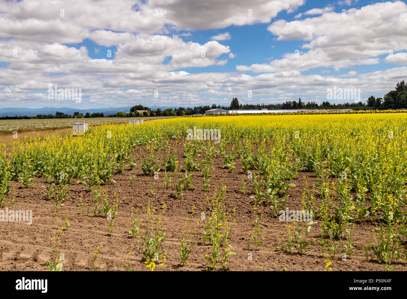 Field of yellow flowered plants Willamette Valley Oregon Stock Photo ...