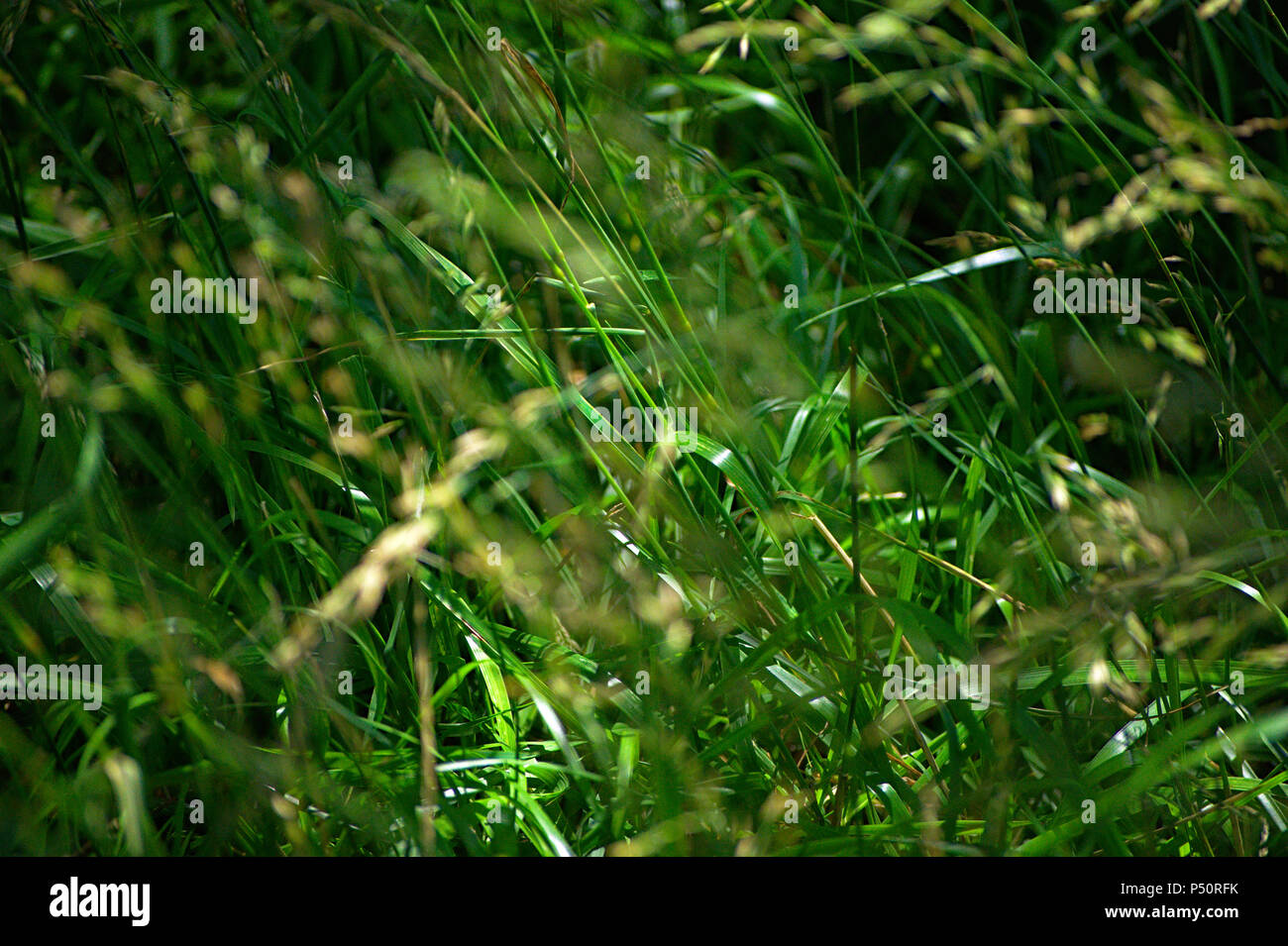 Green grass blades blowing in the wind Stock Photo - Alamy