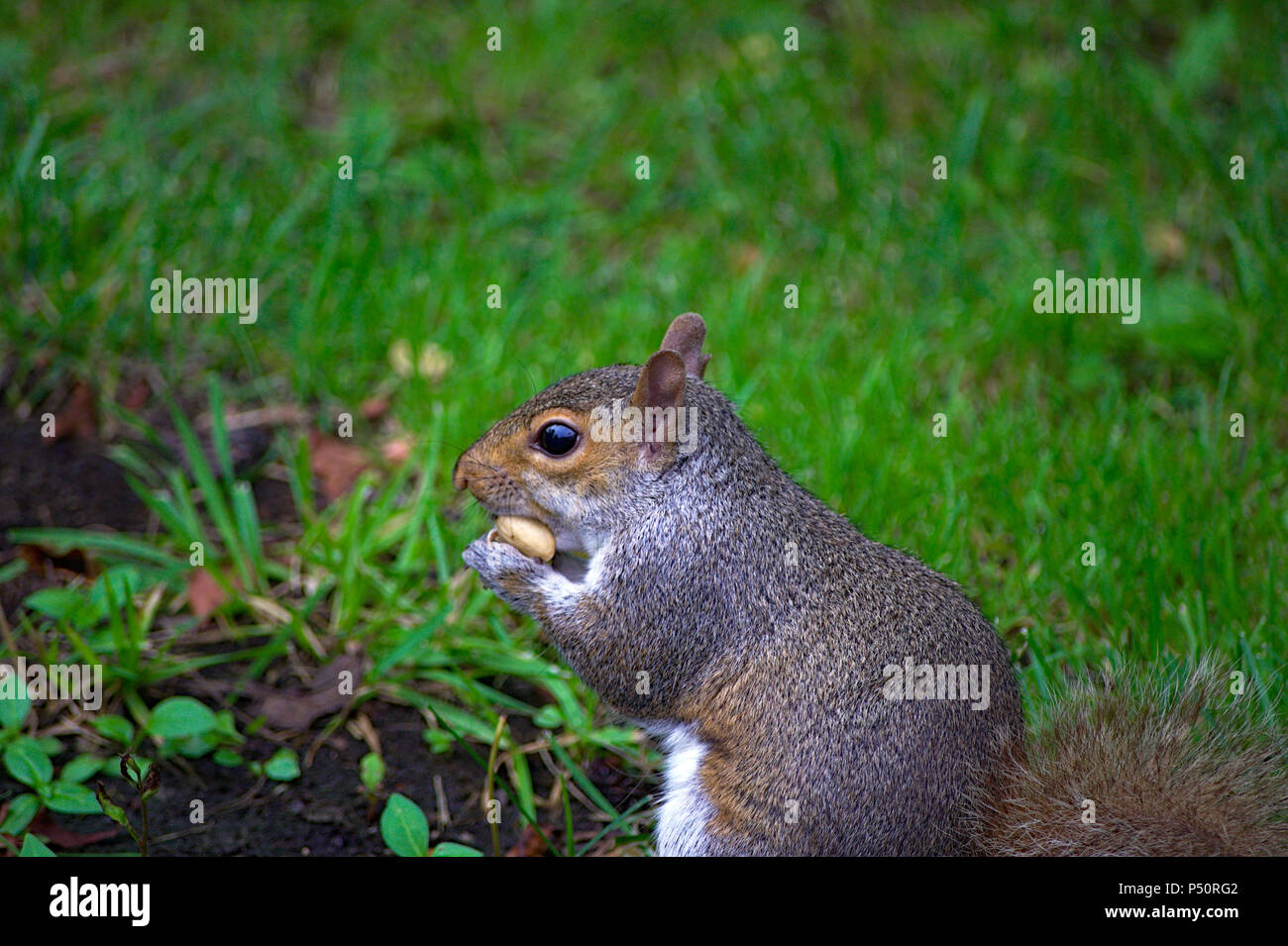 Red Squirrel In Profile On Stock Photos & Red Squirrel In Profile On ...