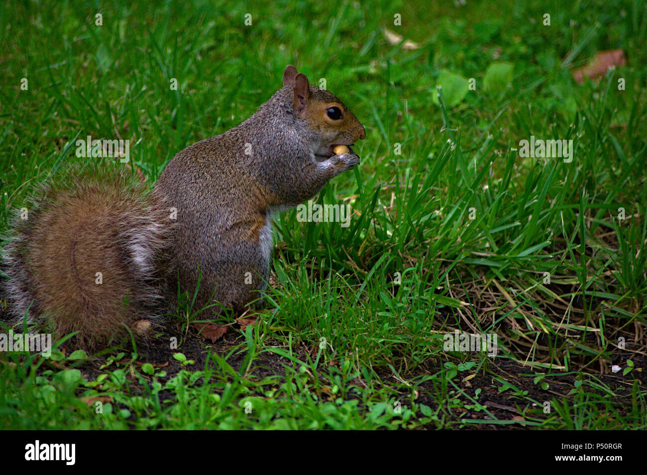 Squirrel sitting in grass eating a nut side profile Stock Photo - Alamy