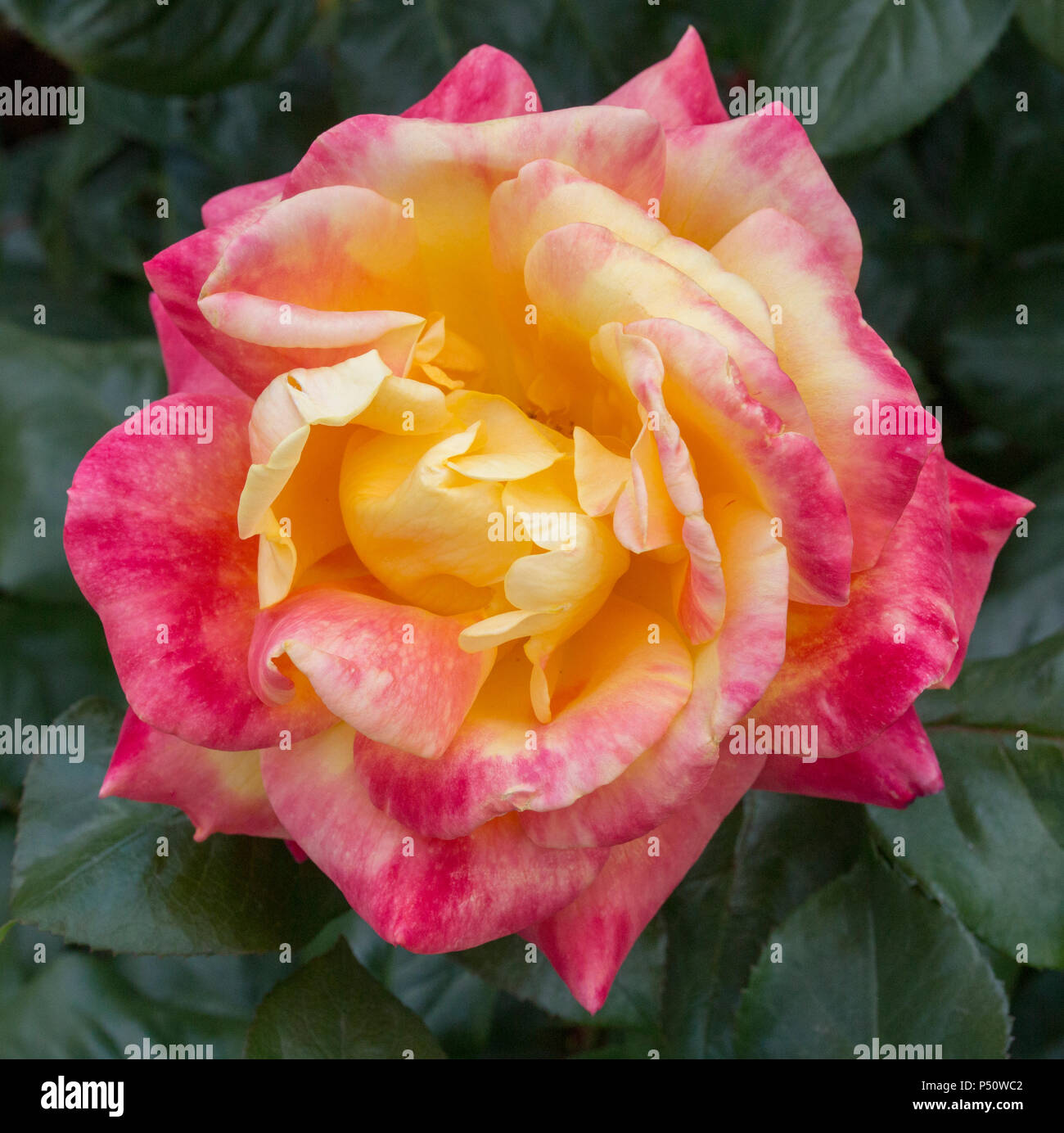 Portland rose gardens hi-res stock photography and images - Alamy