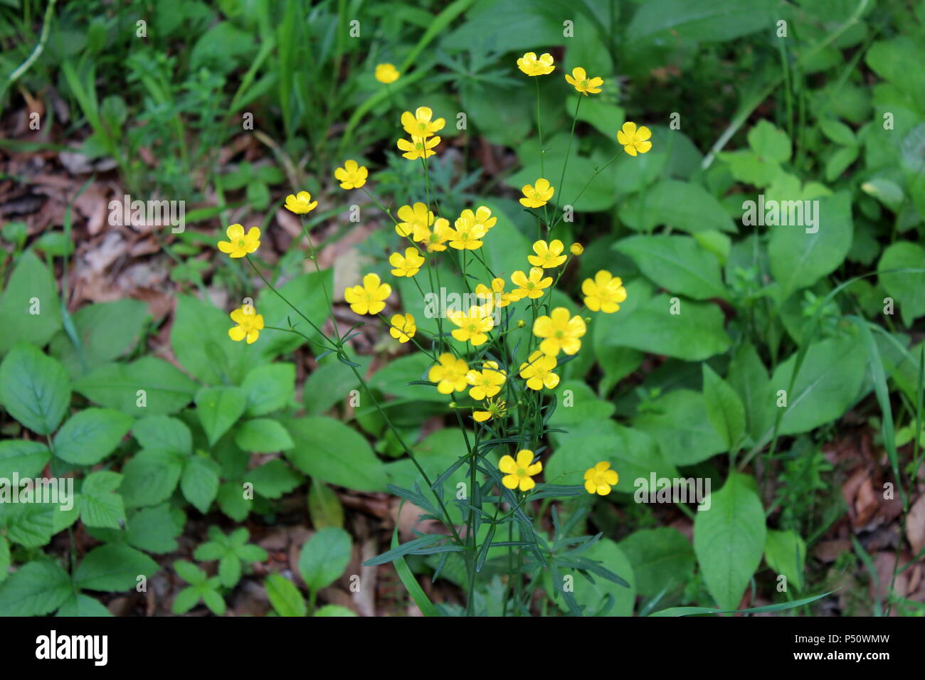 Common buttercup or Ranunculus acris bunch of small yellow flowers with ...