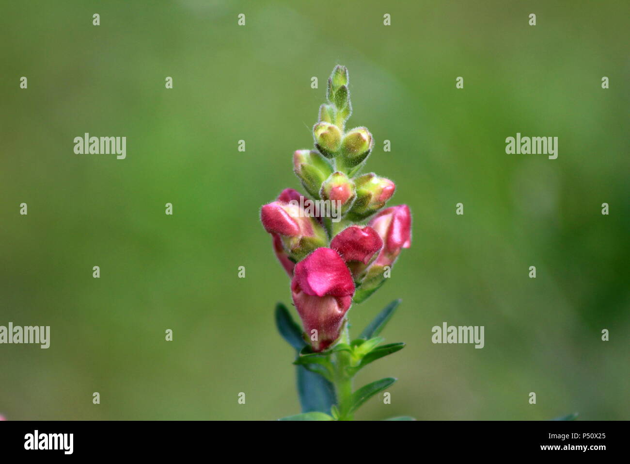 Common snapdragon or Antirrhinum majus flower buds starting to open and ...