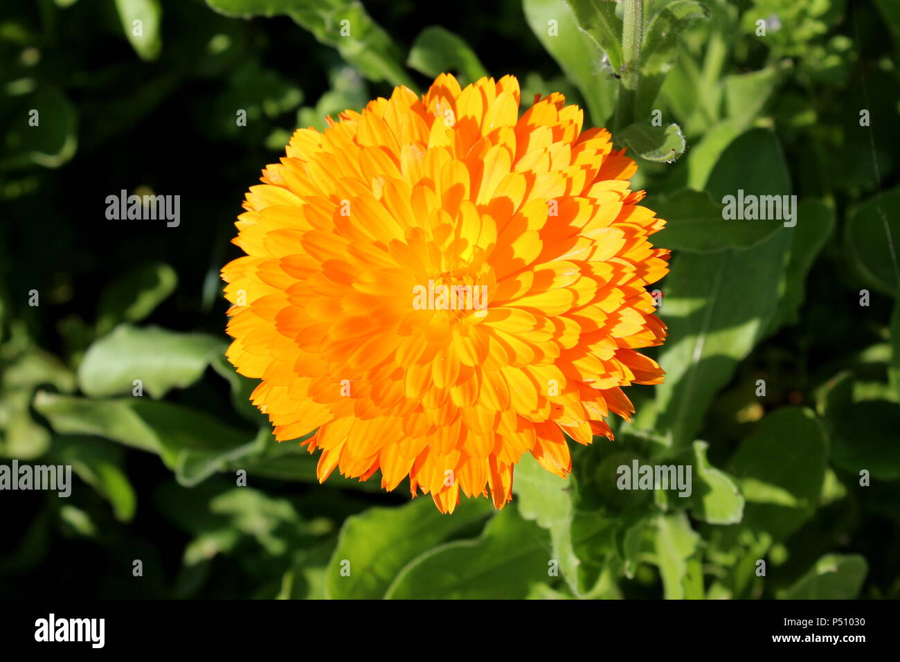 Marigold Leaves Stock Photos & Marigold Leaves Stock Images - Alamy