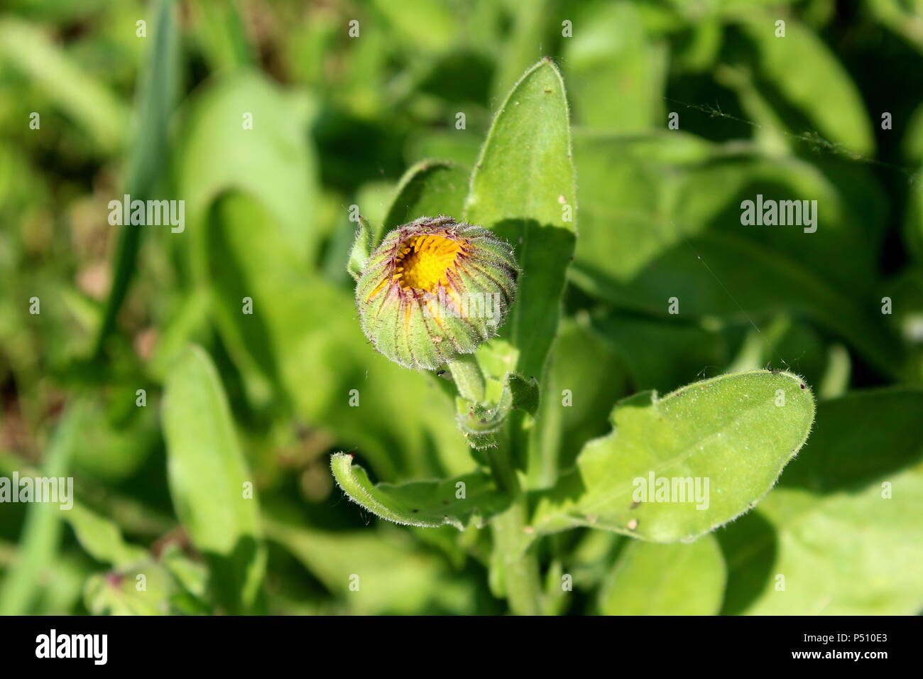 English marigold or Pot marigold or Calendula officinalis or Scotch ...