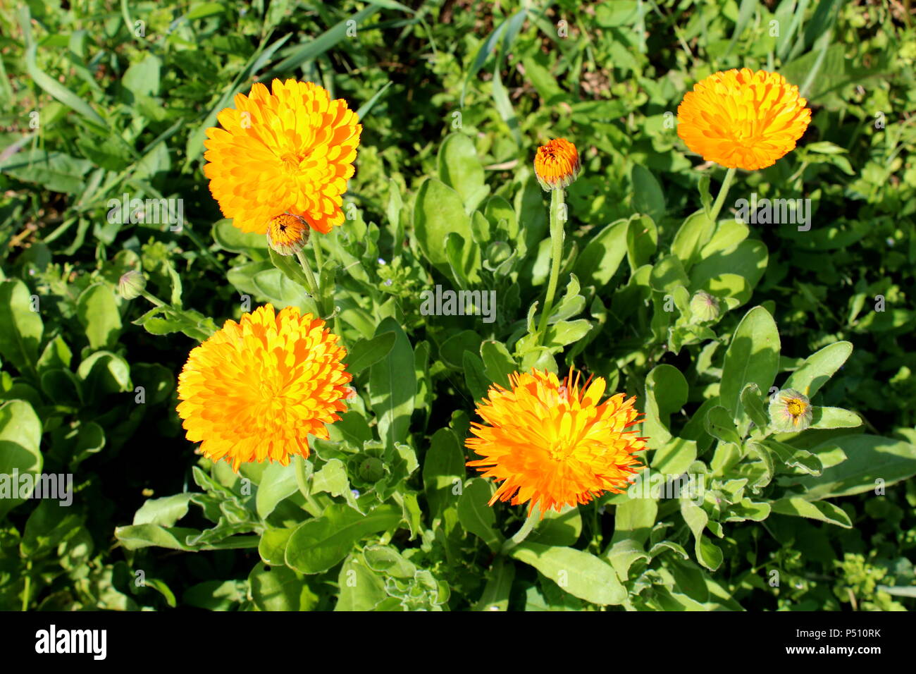 English Marigold Calendula High Resolution Stock Photography and Images ...