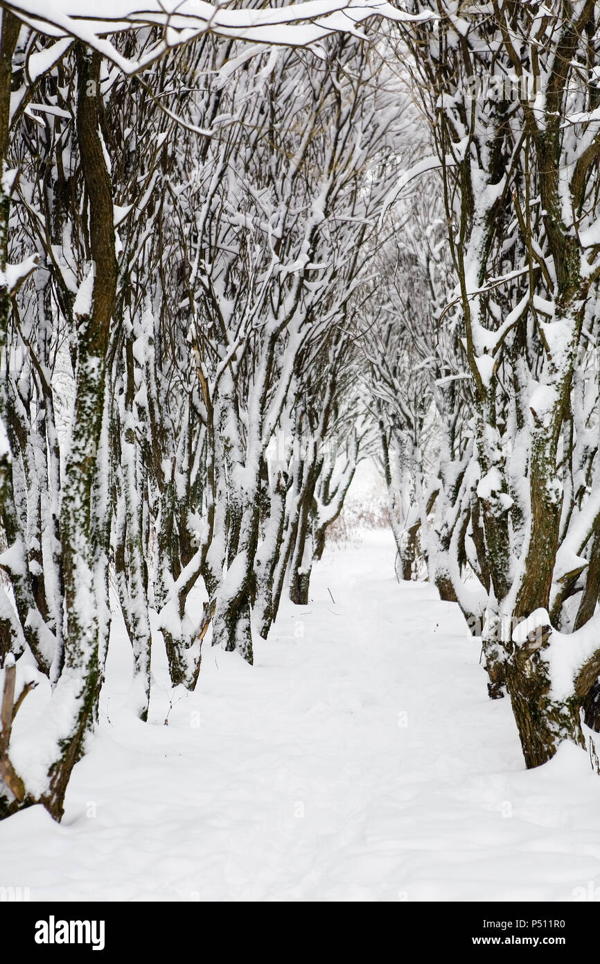 The rows of trees in winter are covered with snow. Russia Stock Photo ...