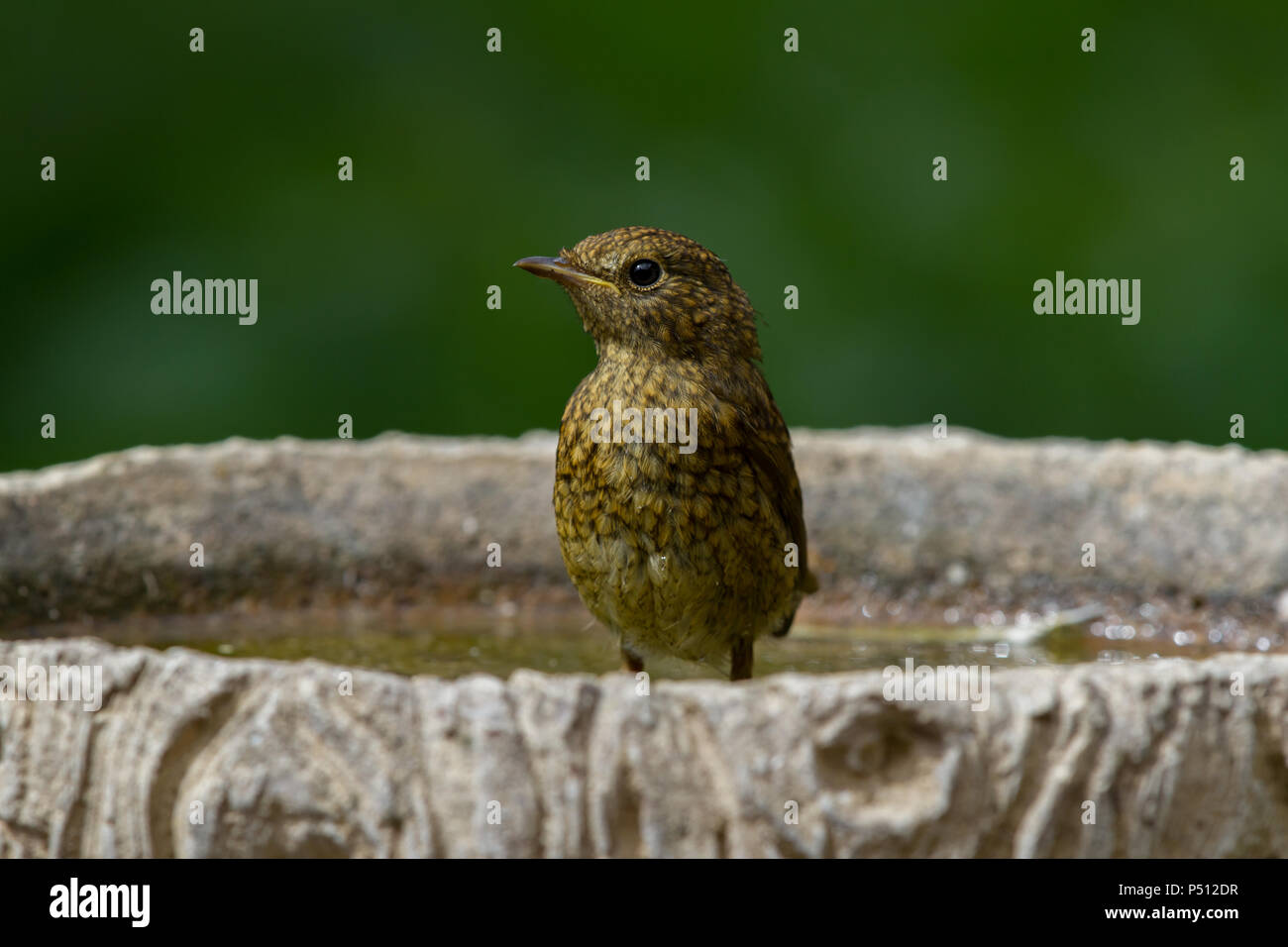 Robin. Erithacus rubecula. Single fledgling in bird bath. West Midlands ...
