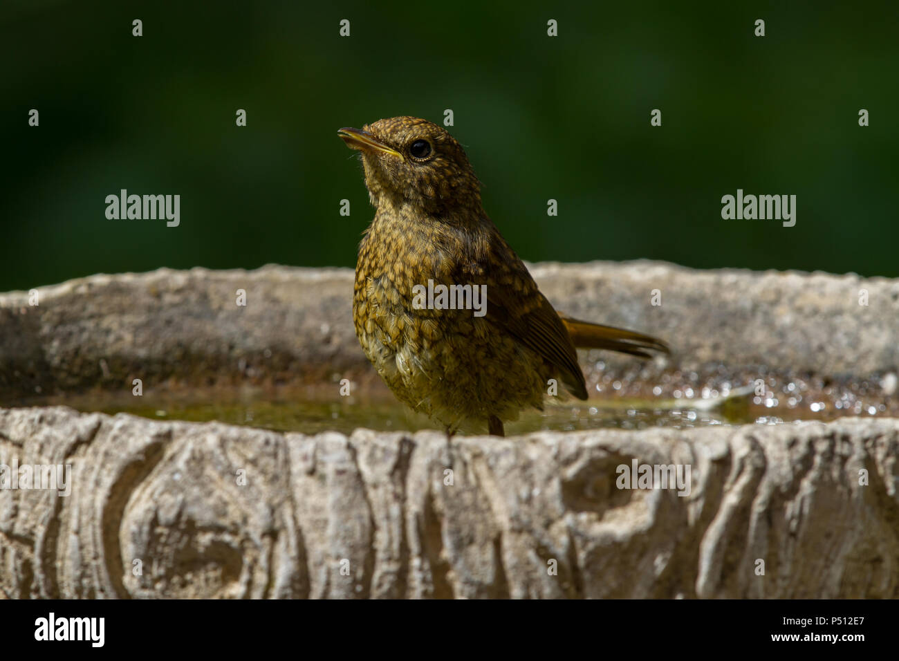 Robin. Erithacus rubecula. Single fledgling in bird bath. West Midlands ...