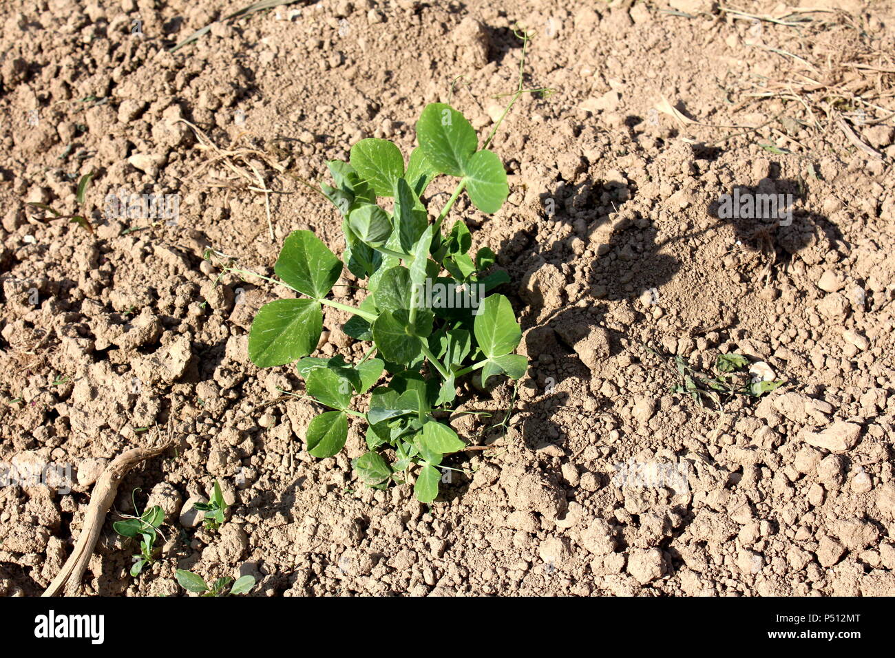 Small green pea plant freshly planted in garden ready to grow ...
