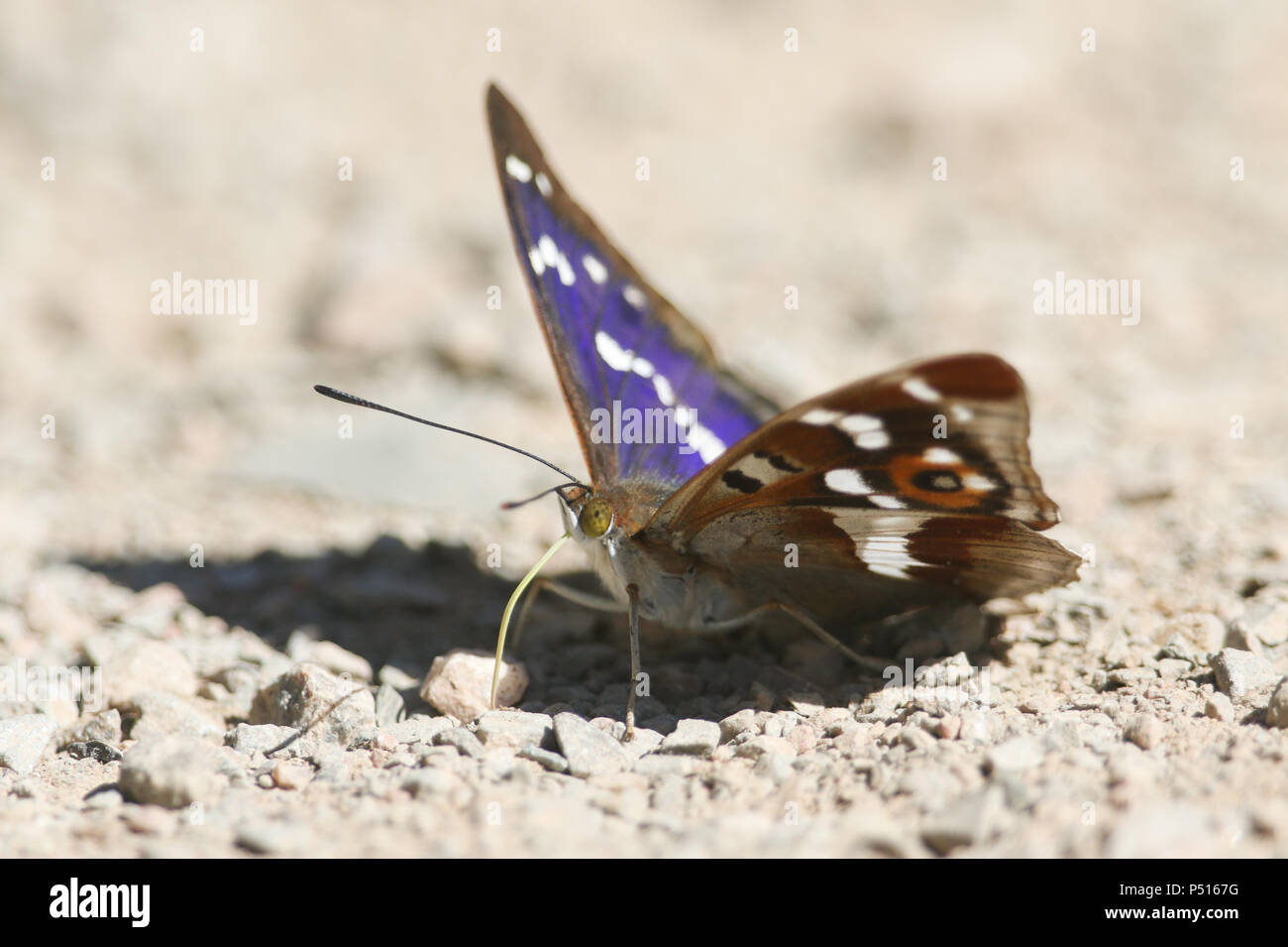 Purple emperor background hi-res stock photography and images - Alamy
