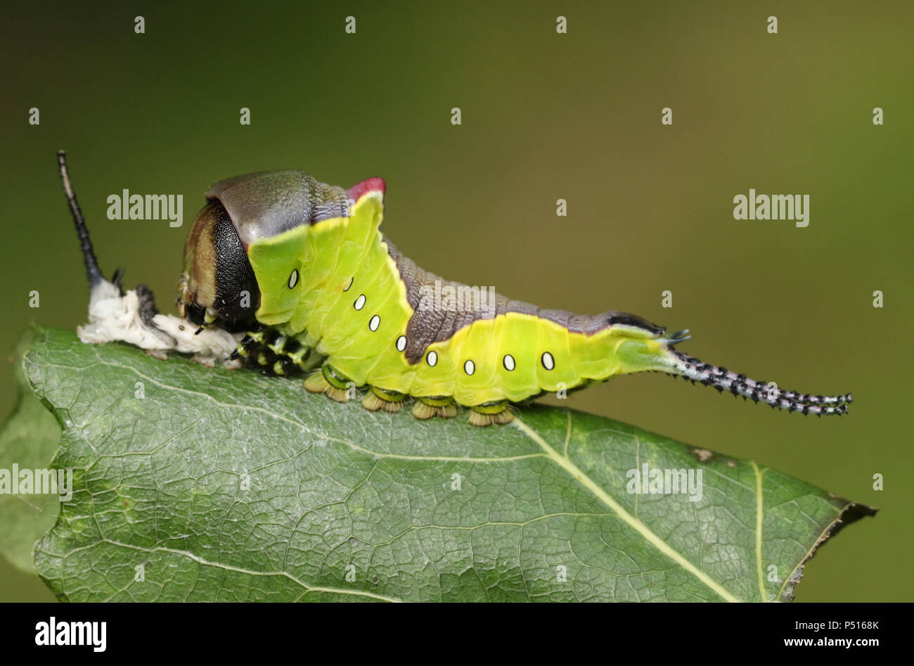 Insect shed skin hi-res stock photography and images - Alamy