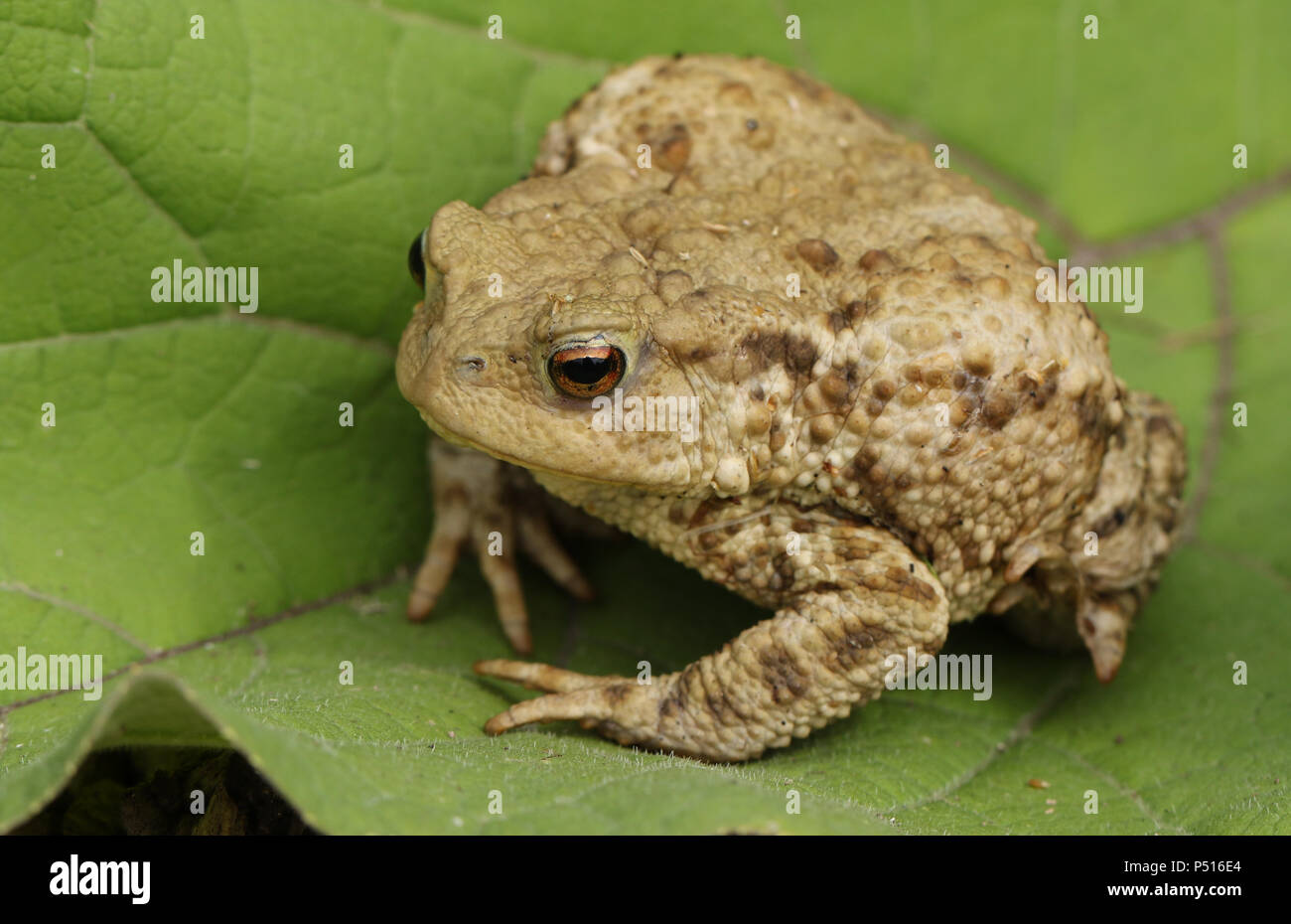Toad hunting hi-res stock photography and images - Alamy